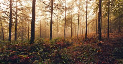 Horizontal Landscape With Fog Trees In Photograph By Thenewframe