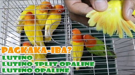 Pagkakaiba Ng Lutino Lutino Split Opaline At Lutino Opaline Youtube