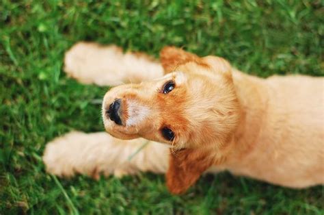 Todo Sobre La Raza Cocker Spaniel Inglés Razas Y Perros