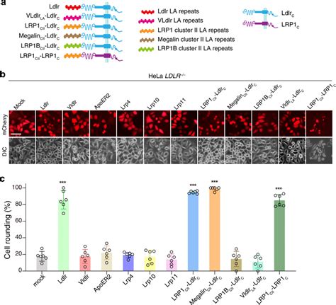 LA domains of LRP1 and Megalin recognize Tcnα a Schematic drawing of