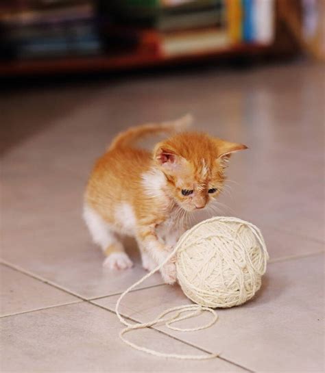 猫咪偏瘦怎么办？定个增肥计划，可以给它吃这6种食物！ 哔哩哔哩