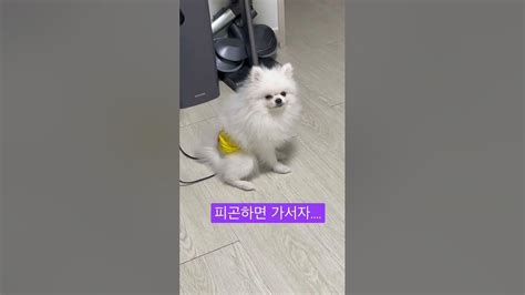 주인따라 새벽 기상에 피곤한 강아지 Youtube
