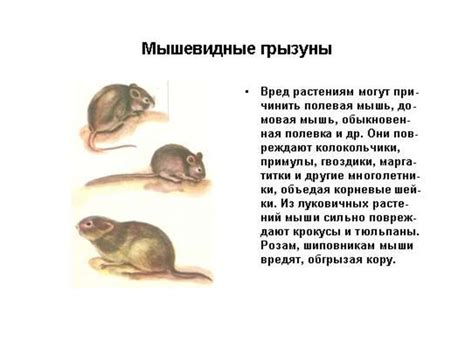Вредители цветочных культур защищенного грунта Лекция 18