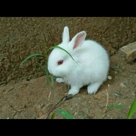 Cherala Gayathri Youtube