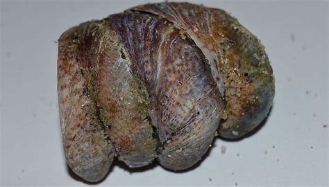 Gastropod Reproduction 101 The Whole Truth Earth Life