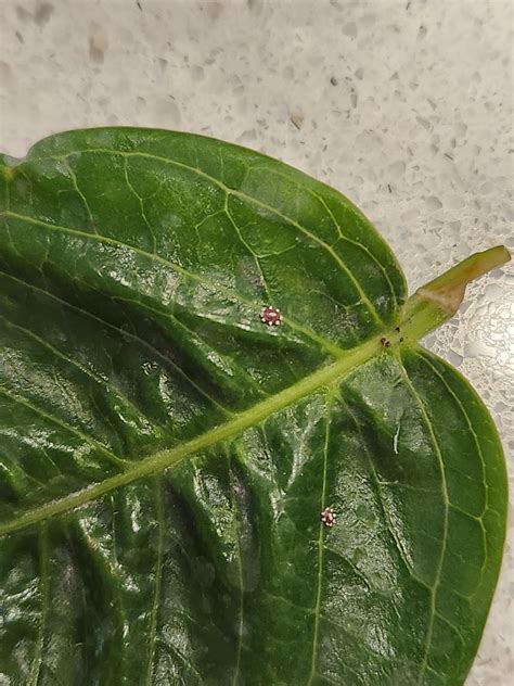 What Is This Tiny Brown Bug On My Mandevilla Plant Southwest Fl R Whatsthisbug