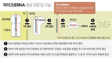 [그래픽] 마이크로rna 생성 과정 및 기능