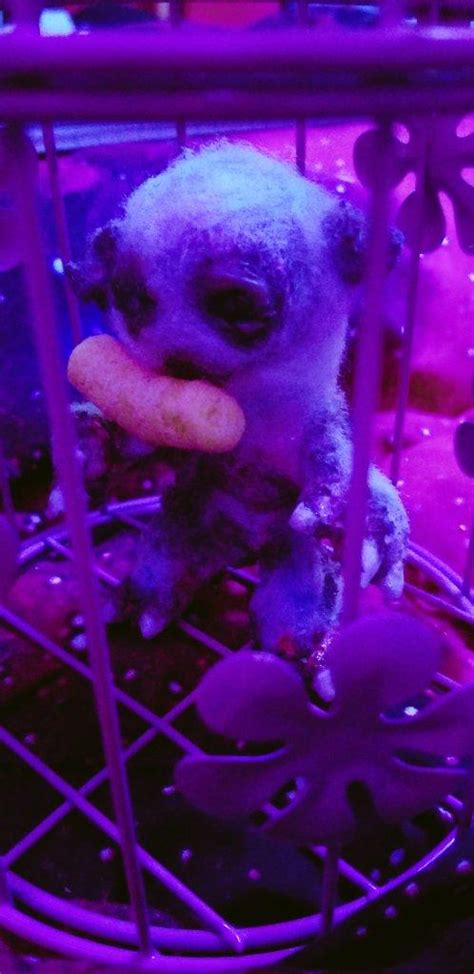 Series Creature Puppet Eating A Cheese Puff Rarg