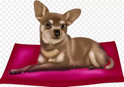 吉娃娃小狗繁殖伴犬可爱 小狗png图片素材下载图片编号3093837 Png素材网