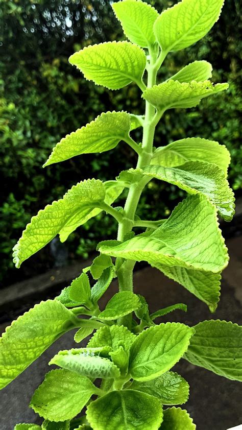 Coleus Amboinicus Mexican Mint Panikoorka 🌿