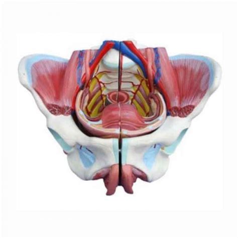 FEMALE PELVIS MODEL
