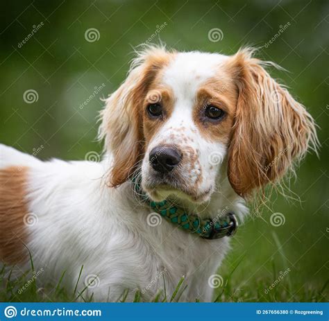 Portait Lemon And White Lemon Roan English Working Cocker Spaniel Stock