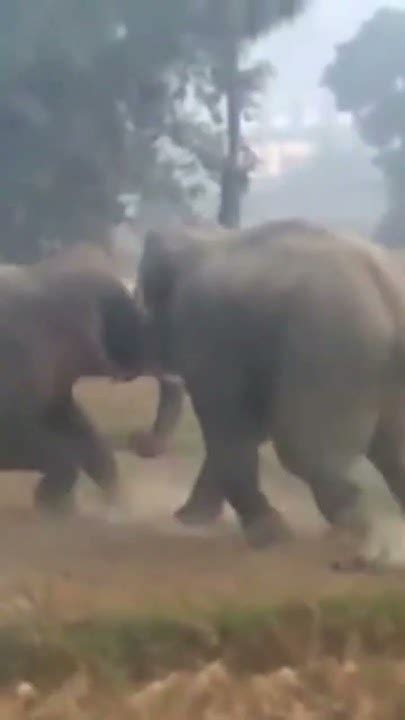 Eliphant Youtube