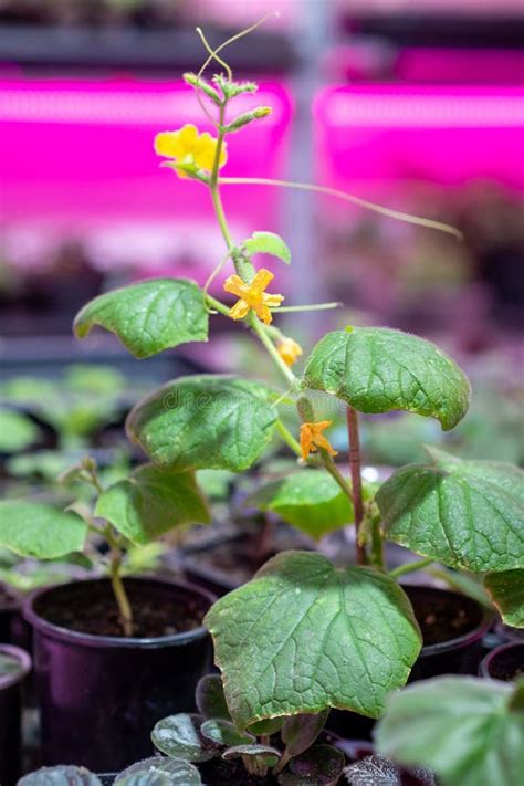 Growing Flower Seedlings Indoors Under Full Spectrum Led Lighting Stock