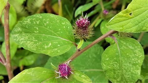 Foraging Burdock Roots Wild Walks Southwest