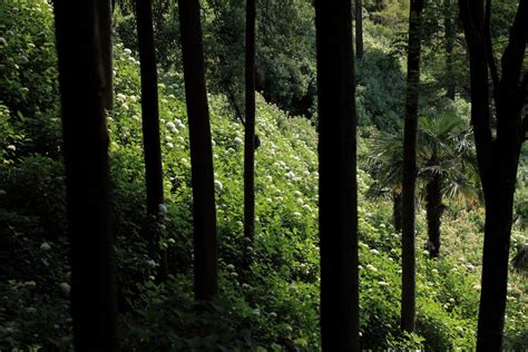 Free Picture Wood Tree Shadow Landscape Leaf Mist Nature Forest