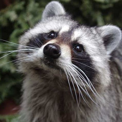 Raccoon - CuriOdyssey