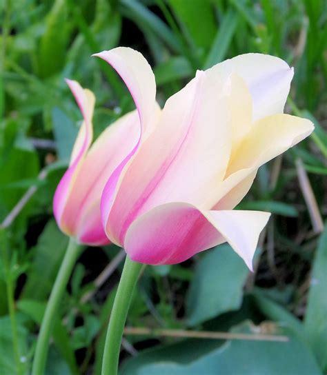 Tulips Steven Oldak Flickr