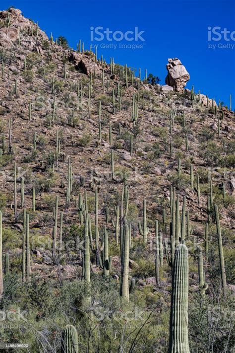 애리조나 주 투손 지역의 소노 란 사막 전망 Saguaro 선인장과 많은 관목을 보여줍니다 카네기아 기간테아 0명에 대한 스톡