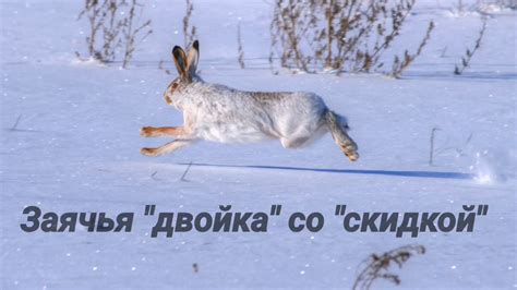 Где искать зайца русака Заячья двойка со скидкой или немного из жизни зайца русака Youtube