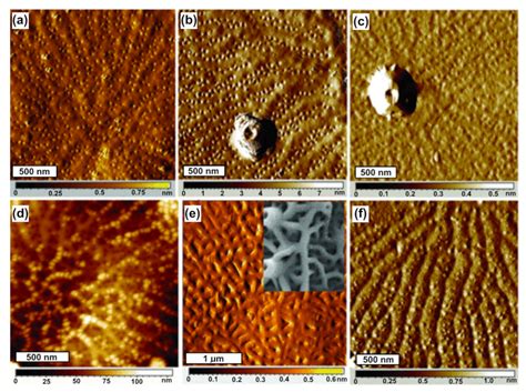 Insights Into The Morphology And Surface Properties Of Microalgae At The Nanoscale By Atomic
