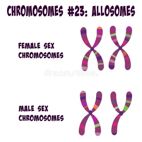 Chromosome Pair Number 23 Sex Chromosomes Call Allosomes Stock Vector Illustration Of