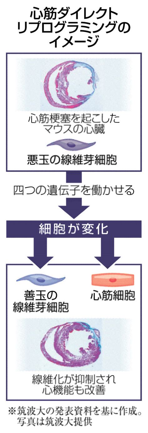 他の細胞に直接“変身” ダイレクトリプログラミング 新たな再生医療に期待 科学スコープ｜社会｜全国のニュース｜北國新聞