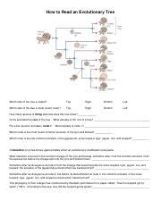 Understanding Evolutionary Trees A Comprehensive Guide Course Hero