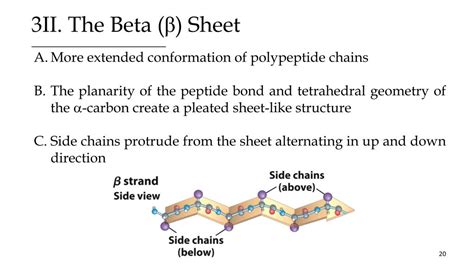 PPT Protein Structure Primary And Secondary Structure PowerPoint Presentation ID