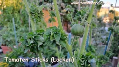 Tomatenreich Tomaten Samen Gemüse Saatgut Tomaten Stick gelb