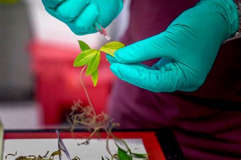 Aquadust Gel Reveals Water Levels Of Plant Leaves