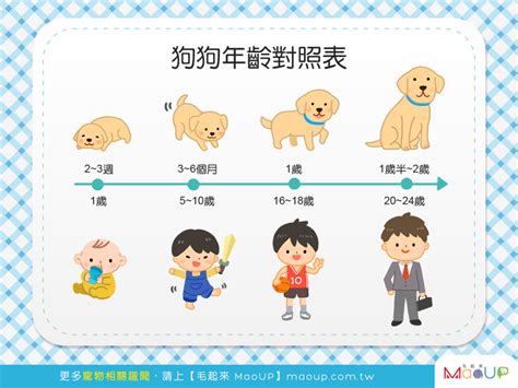 【汪汪小知識】狗狗現在是人類的幾歲咧？狗狗的年齡對照表～ 毛起來maoup