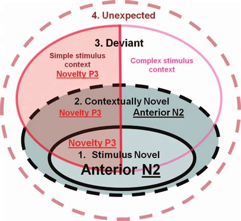 Summarizes These Findings The Anterior N2 Is Linked To Complexity And