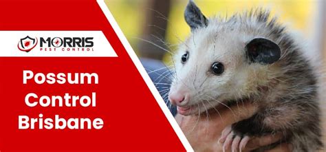 Possum Control Brisbane Dead Possum Removal Services