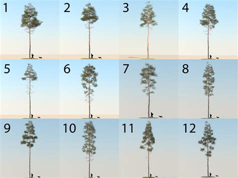 Realistic Pine Tree Max