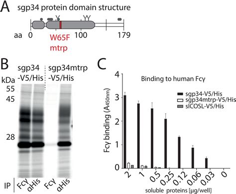 Figures And Data In Human Cytomegalovirus Antagonizes Activation Of Fcγ