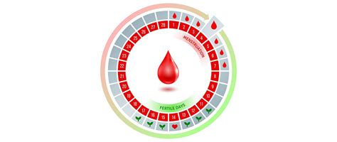 What Is Ovulation When Does Ovulation Occur