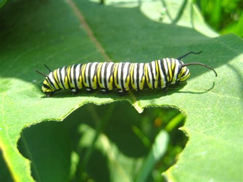 Caterpillar