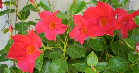 Dipladenia Roja