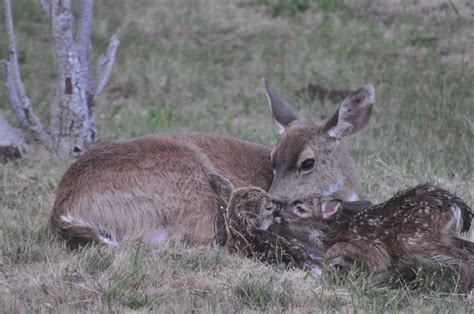 Newborn Fawns Mendonoma Sightings
