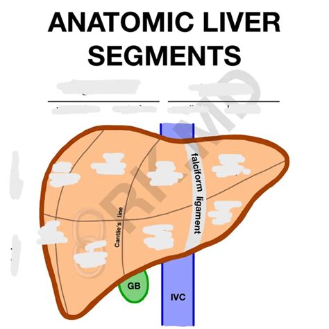 Anatomic Liver Segments Diagram Quizlet