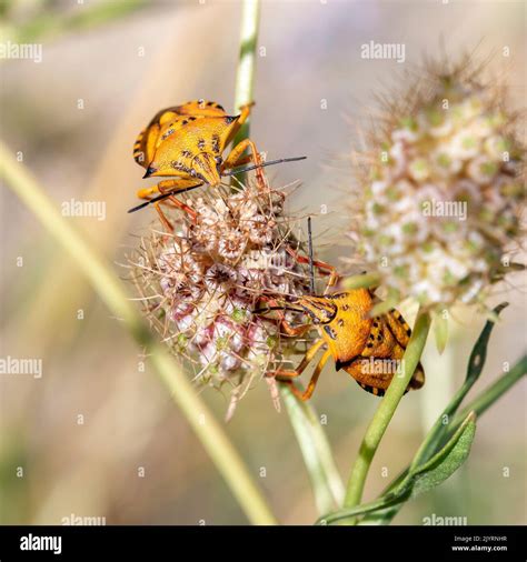 Red Shield Bugs Carpocoris Mediterraneus Atlanticus On Scabious