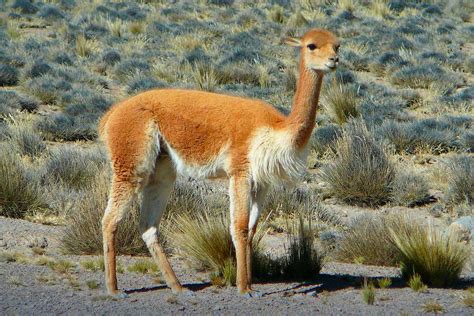 Vicuna Perus Sacred Camelid Of The Andes Trexperience