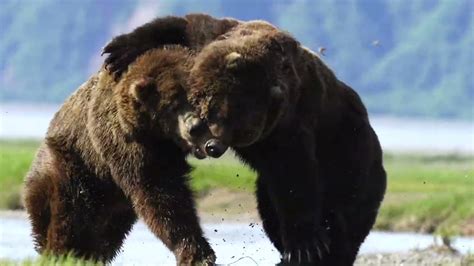 How Strong Is A Grizzly Bear The Strength Of Grizzlies