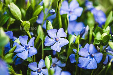Periwinkle Colored Flowers