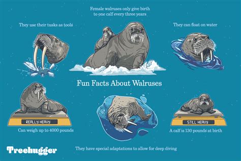 8 Facts About The Wonderful Walrus
