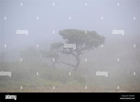 Tree In The Fog Stock Photo Alamy