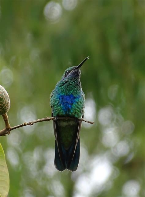 Hummingbird Bird Nature Free Photo On Pixabay