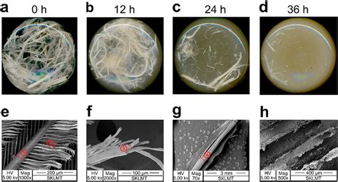 Degradation Dynamics Of Feather Keratin By Bacillus Sp Cn2 Ad