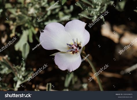 Cyme Flower